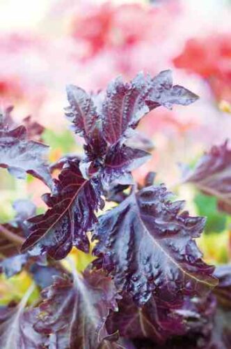 Basil Varieties: 10 Uncommon Basils - Mother Earth Living